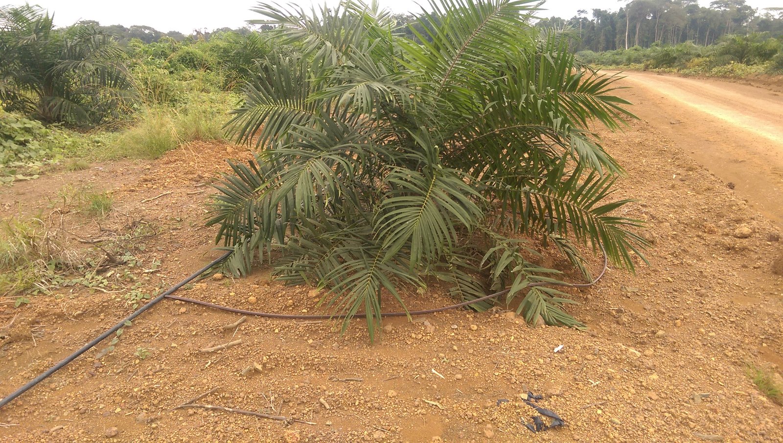 Increase Oil Palm Yield Using Drip Irrigation