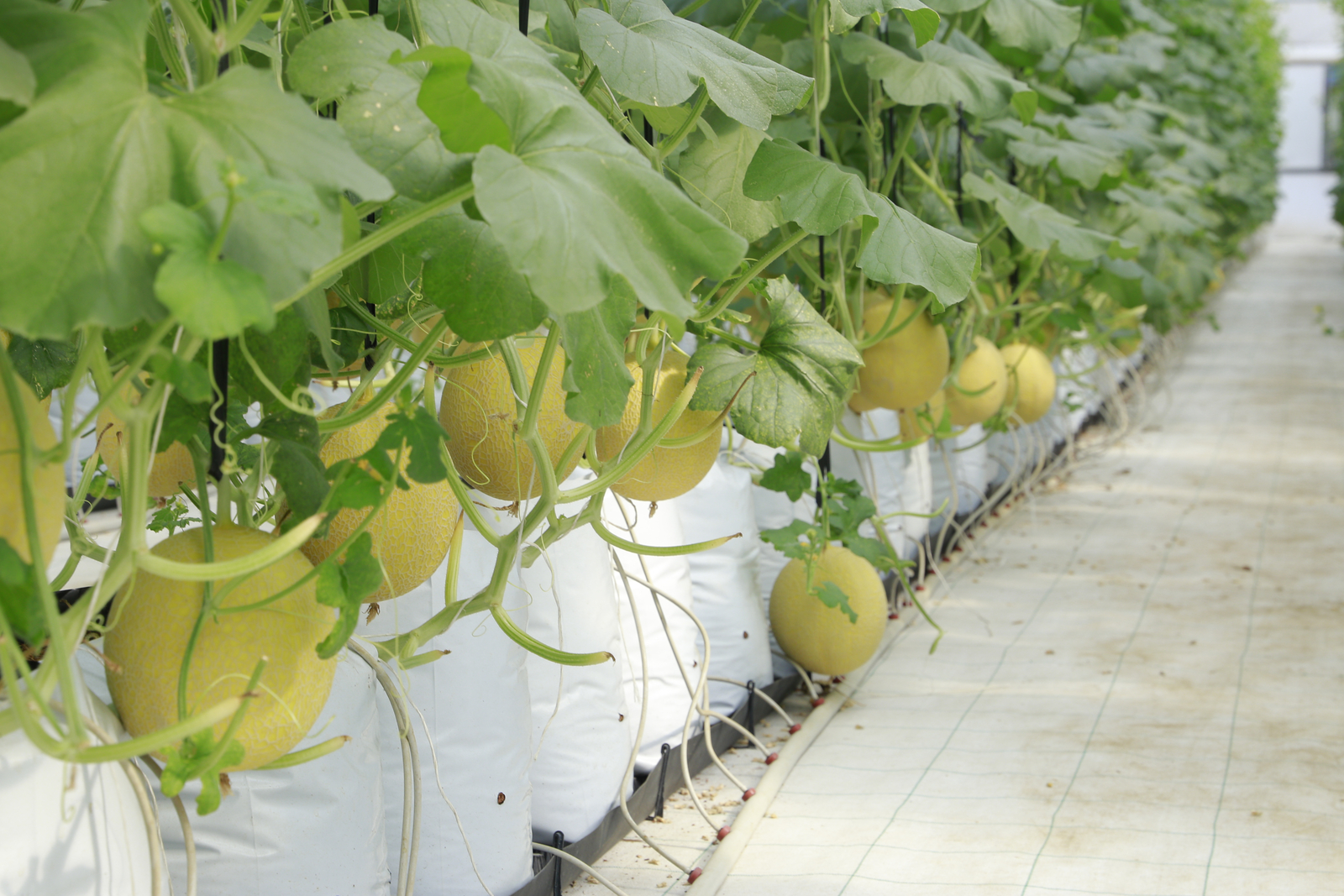 Precision Fertigation Systems | Netafim