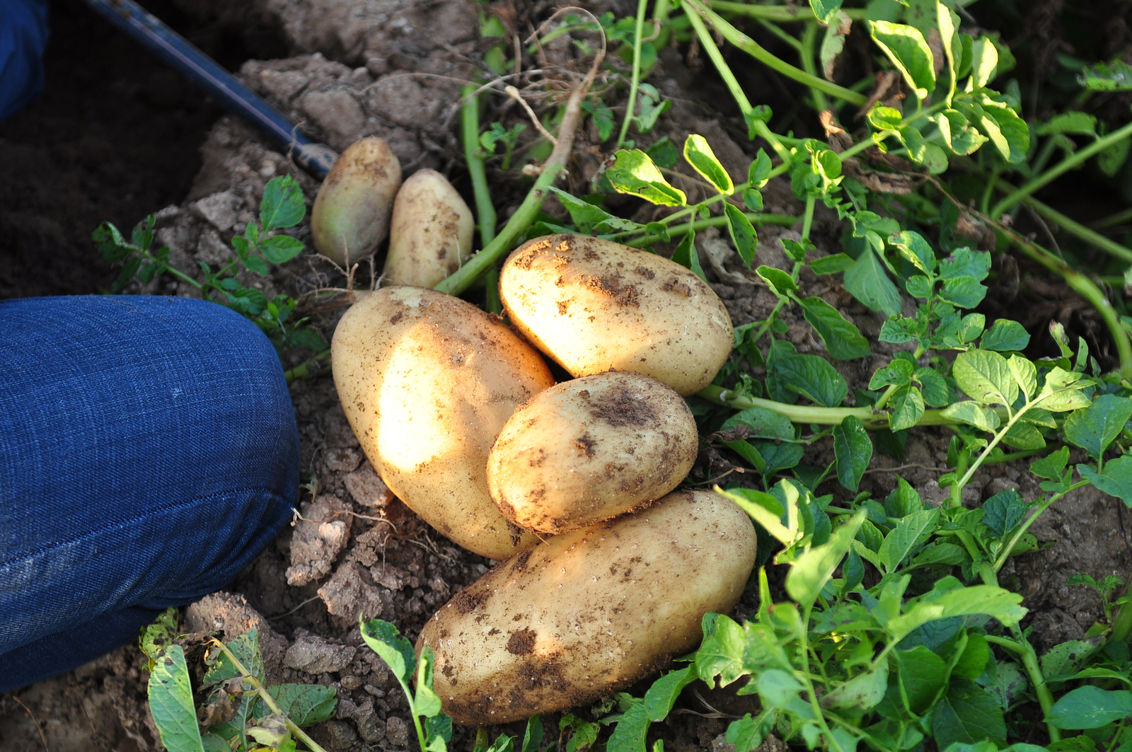 Increase Potatoes Yield Using Drip Irrigation | Netafim