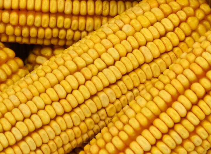 Contact us | Netafim | Write or Call us