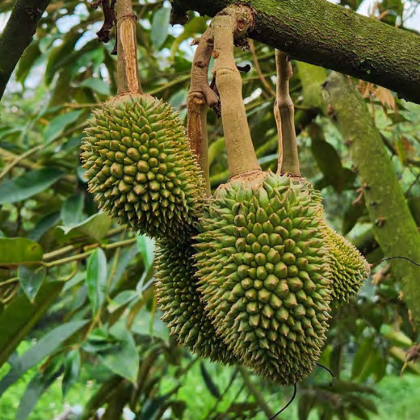 Durian Irrigation Solutions | Boost Yields by 30–40% | Netafim ...