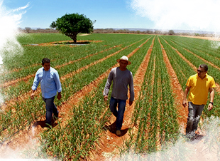 Knowledge Hub | Netafim | Projects